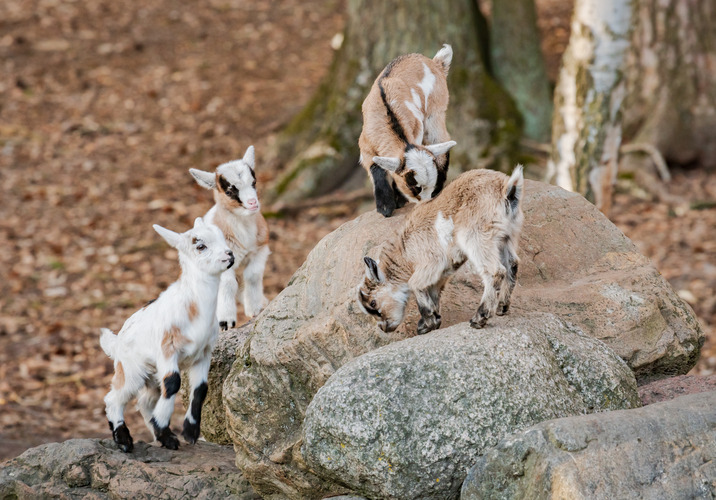 Toltrazuril for Goats - Goat Journal